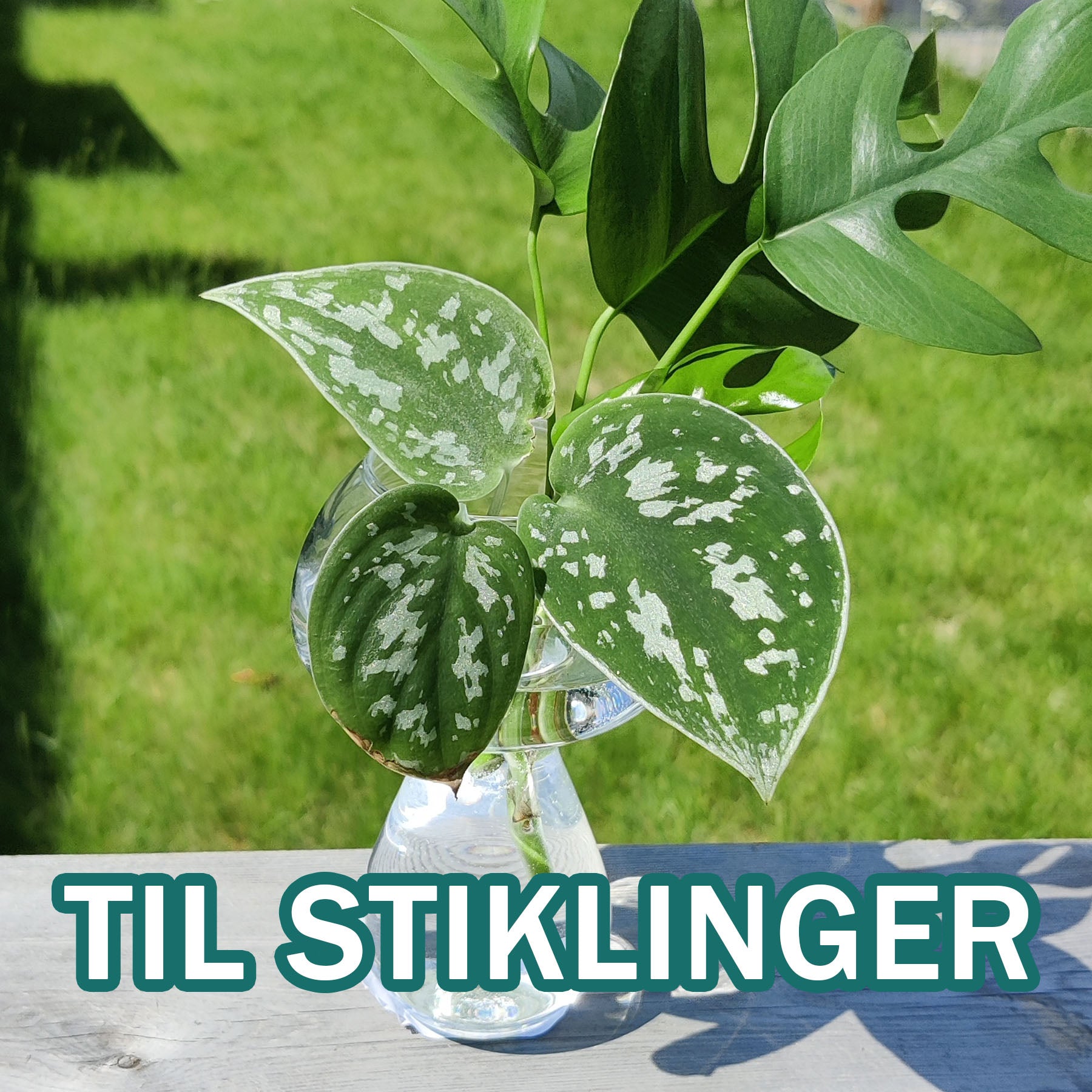 Til Stiklinger – PlanteHjem