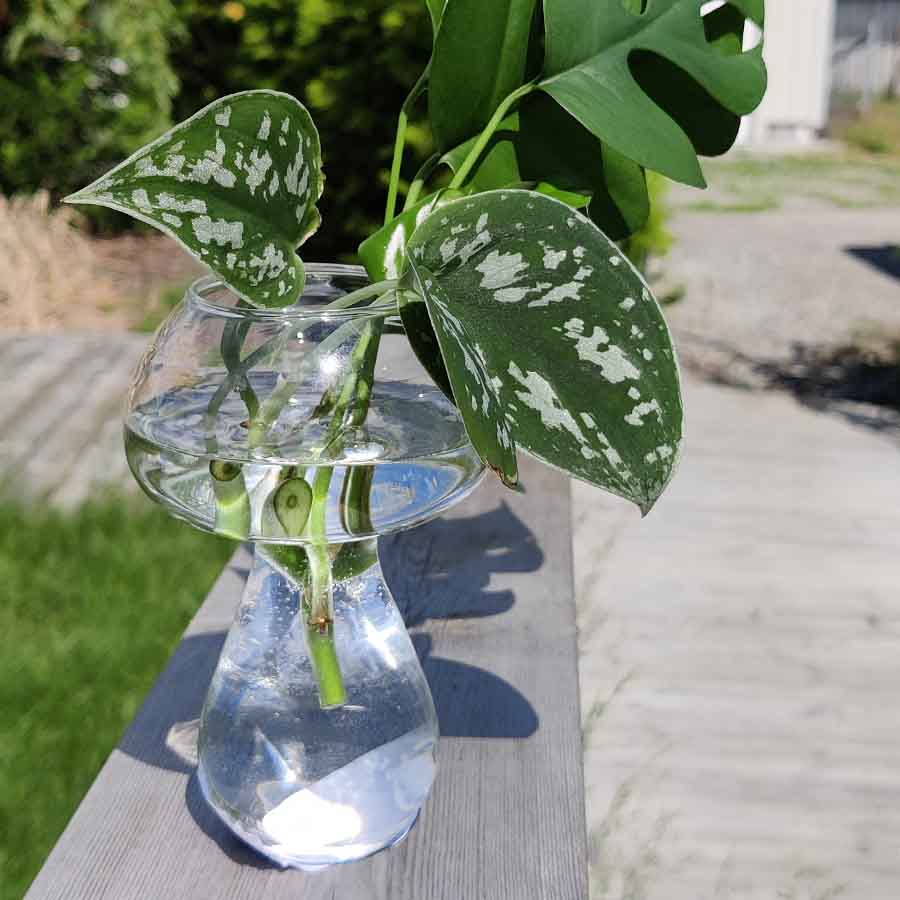 SOPHIA stikling vase sopp-formet – PlanteHjem